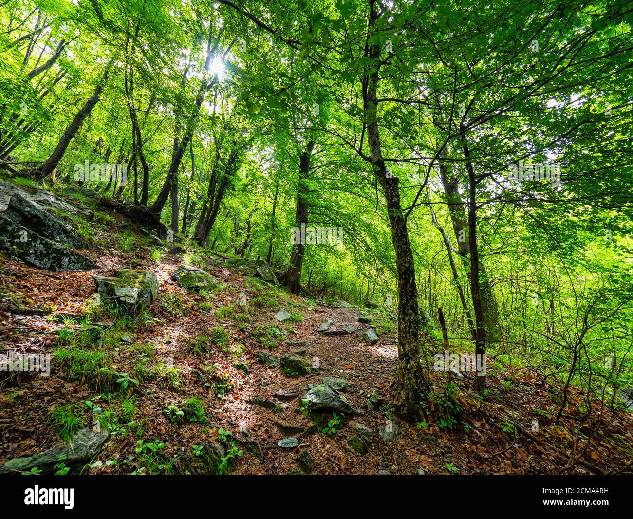 Trees in a forest of the alps Stock Photo - Alamy