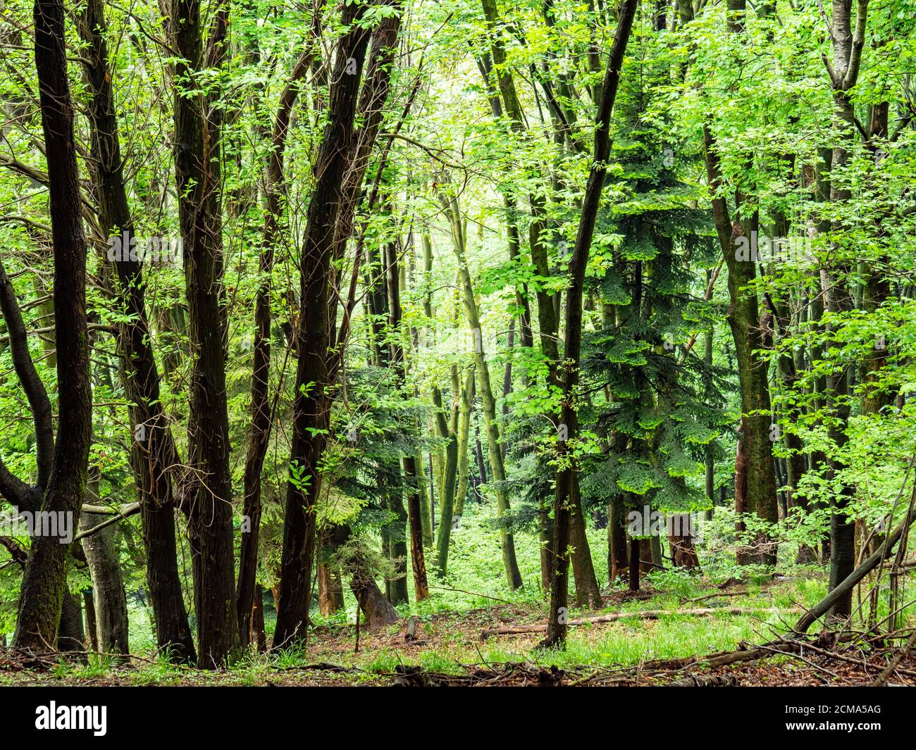 Trees in a forest of the alps Stock Photo - Alamy