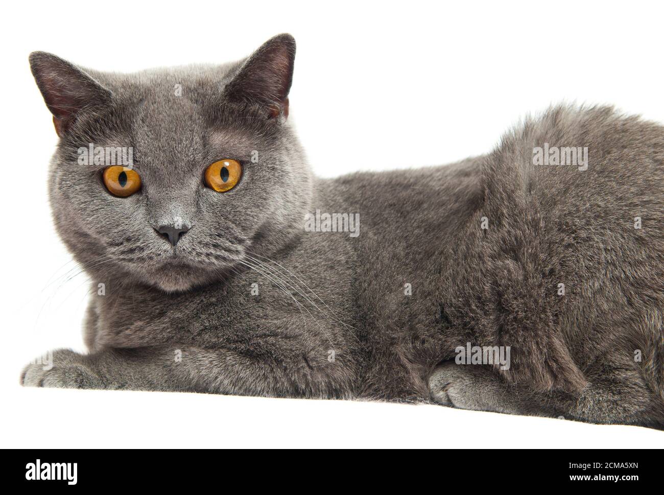 The British cat Stock Photo - Alamy
