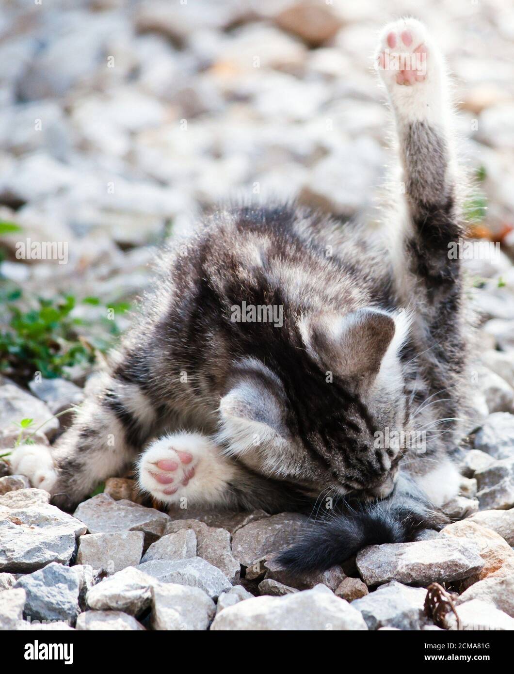 Young wild cat hi-res stock photography and images - Alamy