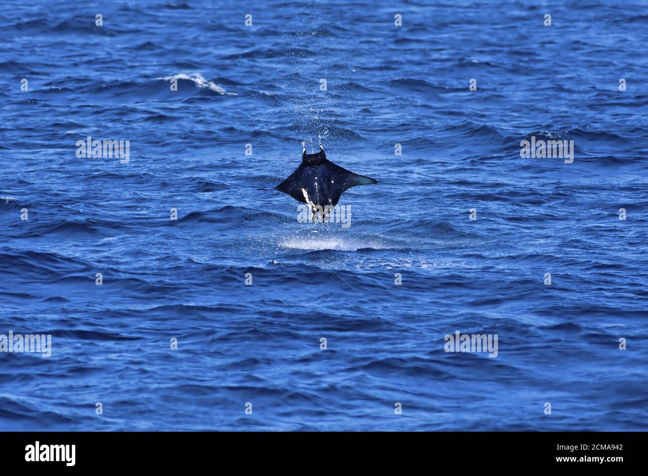 Spotted Eagle Ray Jumping Out Water