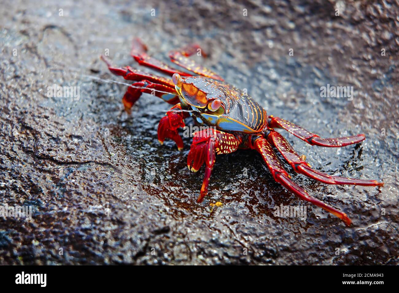 Galapagos crab hi-res stock photography and images - Alamy