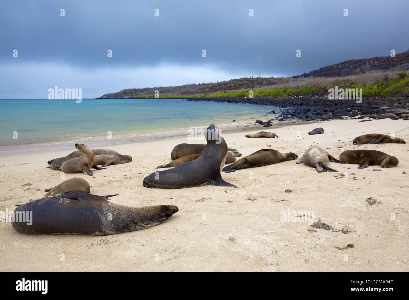 Sea lion colony Stock Photo - Alamy