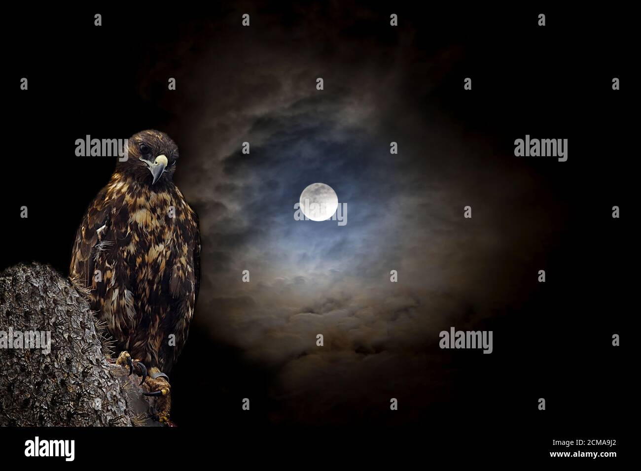 Night hawk hi-res stock photography and images - Alamy