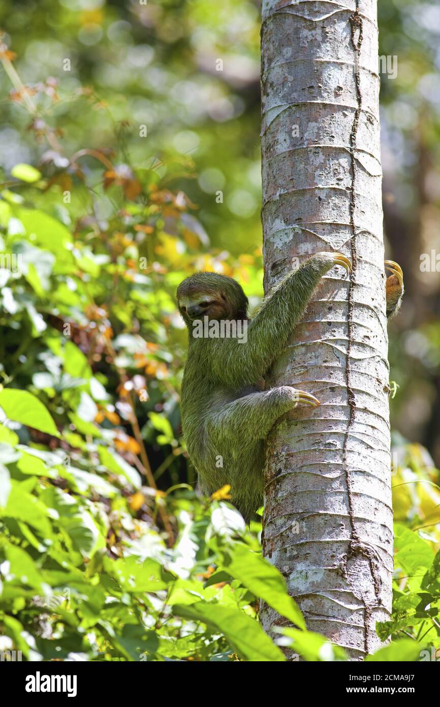 A Three-toed Sloth Stock Photo - Alamy
