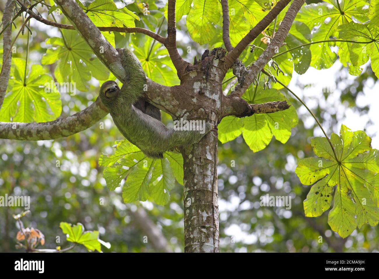 Young three toed sloth hi-res stock photography and images - Alamy