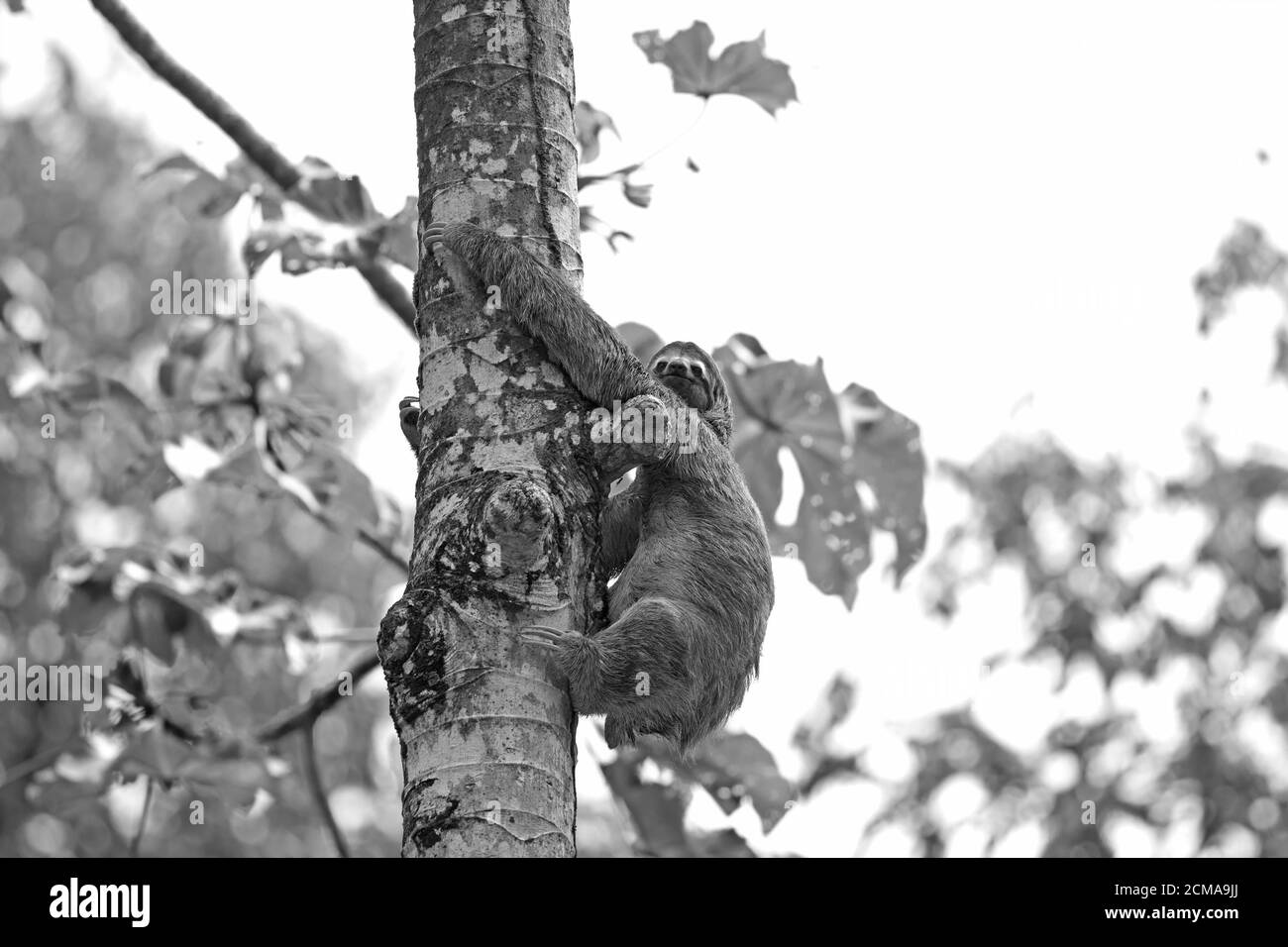 Young three toed sloth hi-res stock photography and images - Alamy