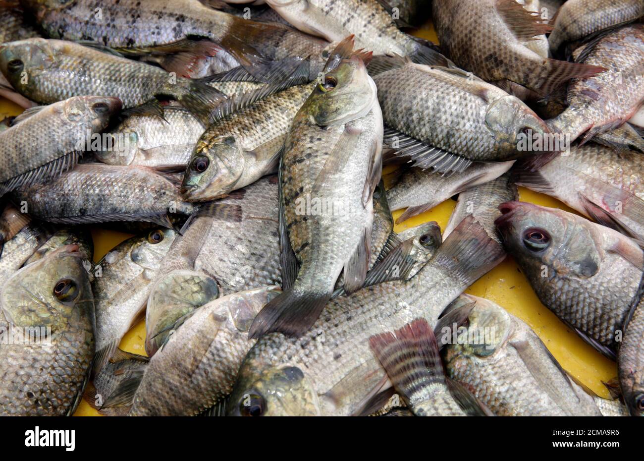 Kafr el sheikh fish hi-res stock photography and images - Alamy