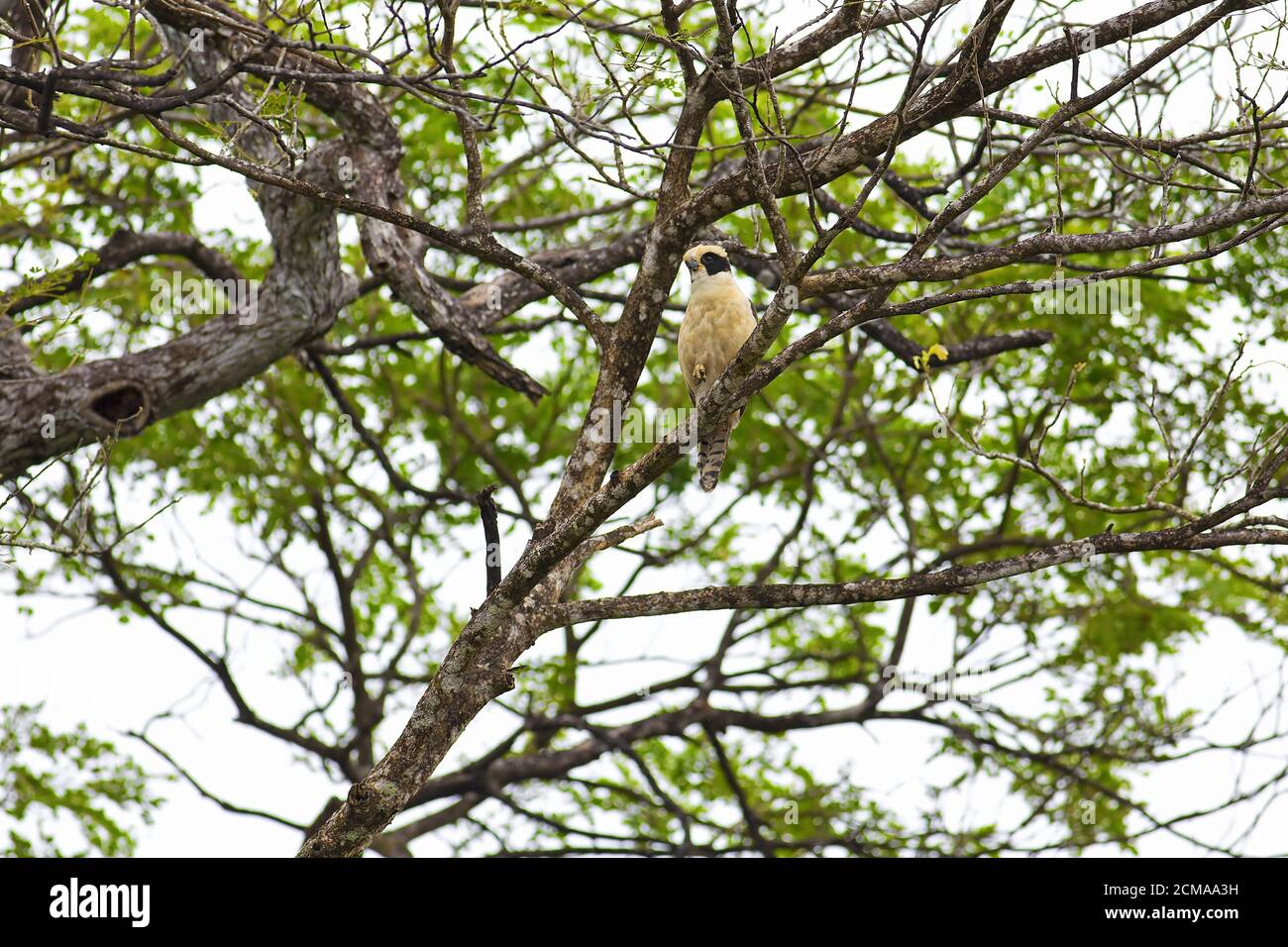Falcon hunting america hi-res stock photography and images - Alamy