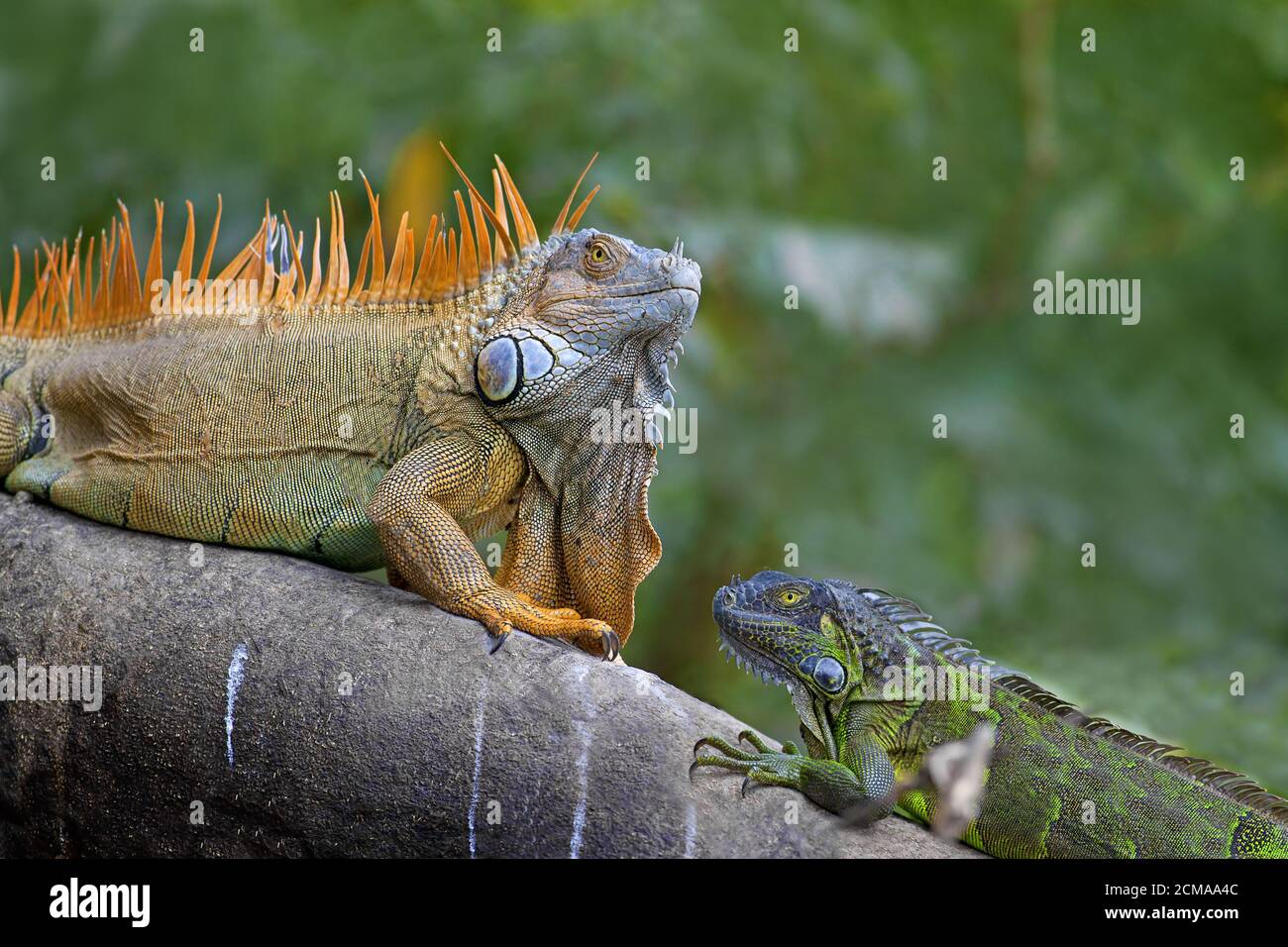 Green iguana male female iguana hi-res stock photography and images - Alamy