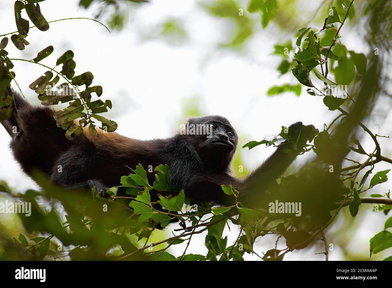 Face of howler monkey hi-res stock photography and images - Alamy