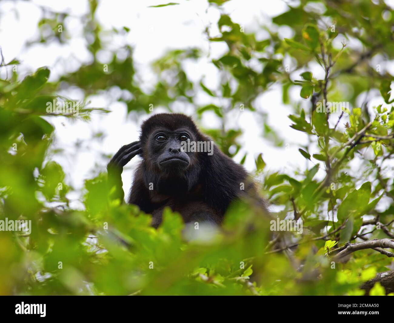 Monkey howler hi-res stock photography and images - Alamy