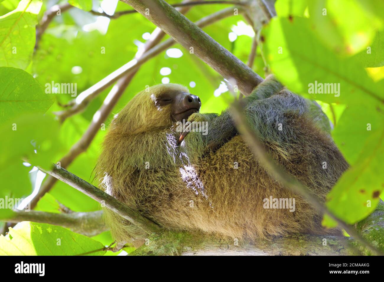 Cute sloth sleeping hi-res stock photography and images - Alamy