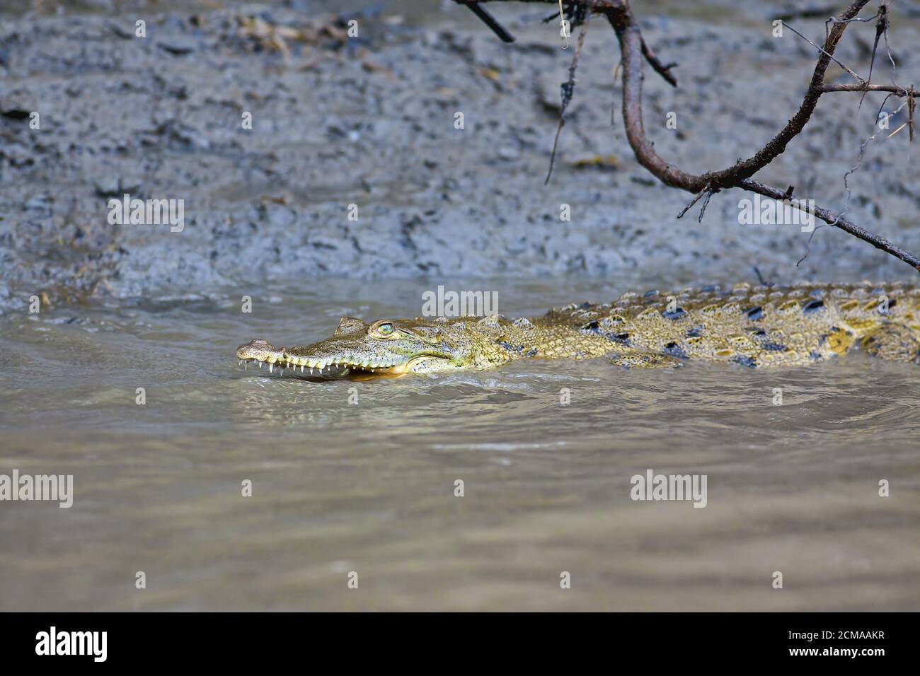 Baby crocodile hi-res stock photography and images - Alamy