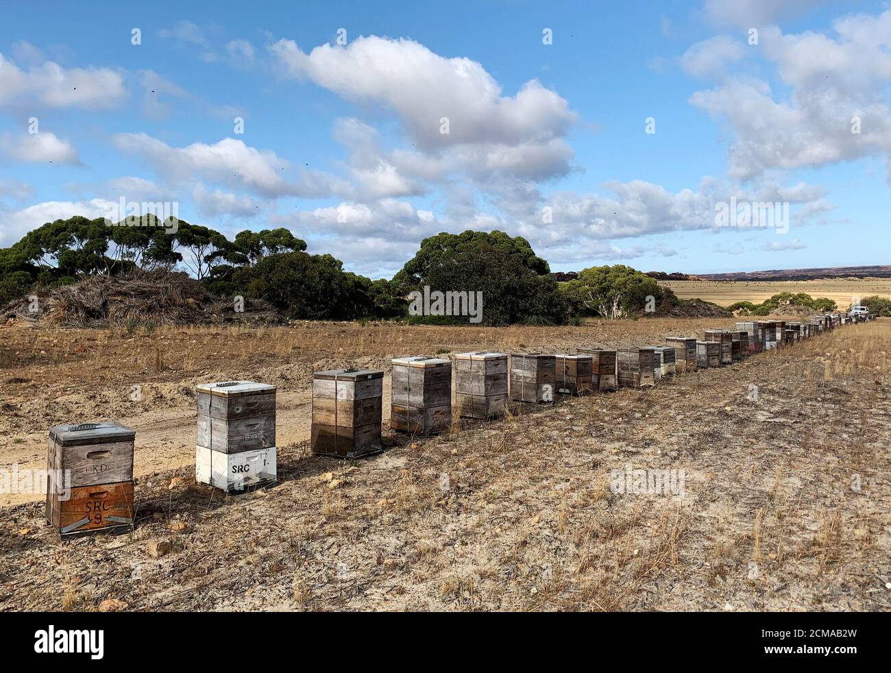 Ligurian bees hi-res stock photography and images - Alamy