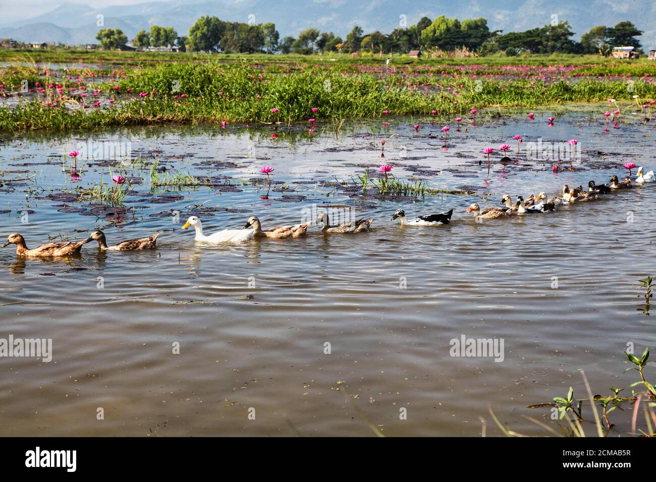 Lotus plantation on Inle Lake in Myanmar, former Burma in Asia Stock ...