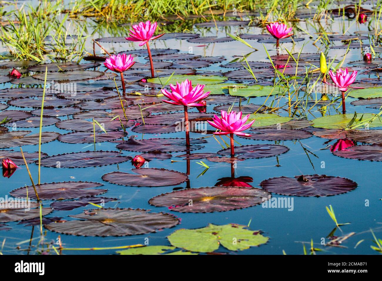 Lotus plantation on Inle Lake in Myanmar, former Burma in Asia Stock ...