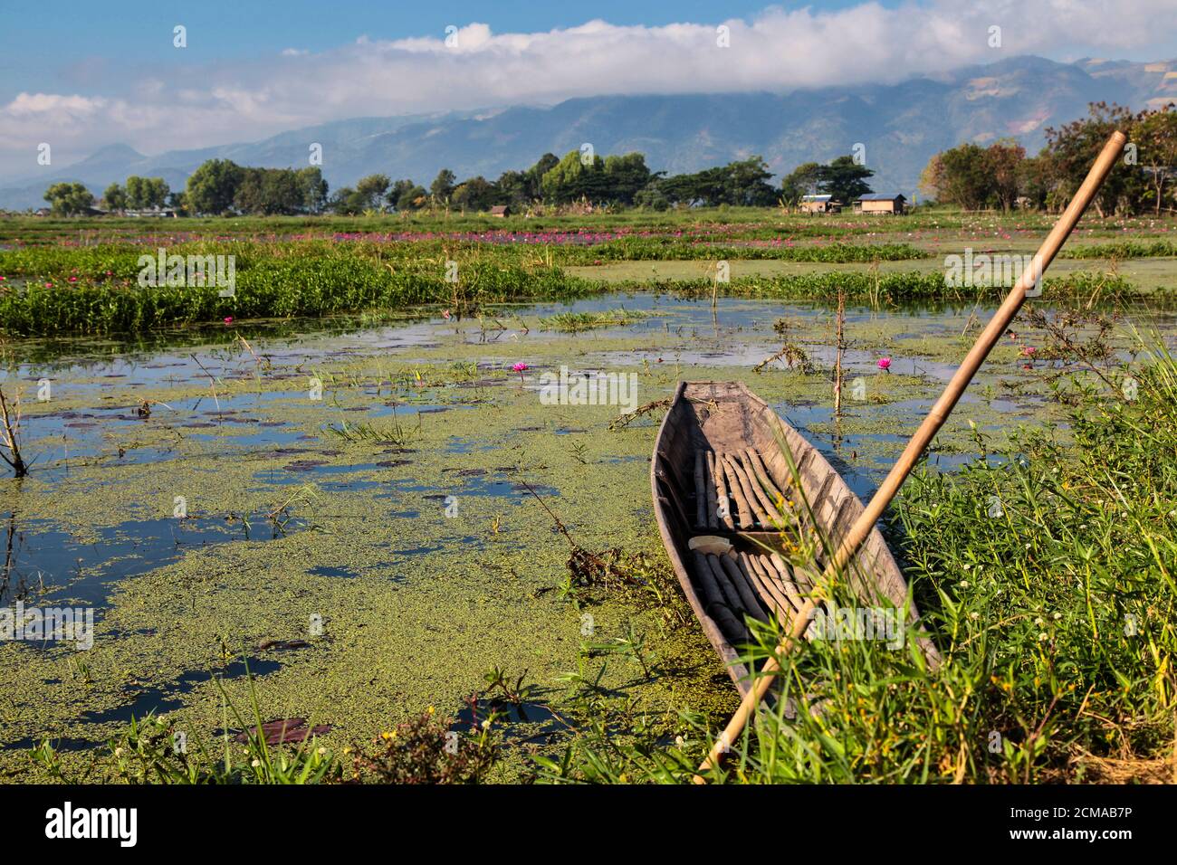 Lotus plantation on Inle Lake in Myanmar, former Burma in Asia Stock ...