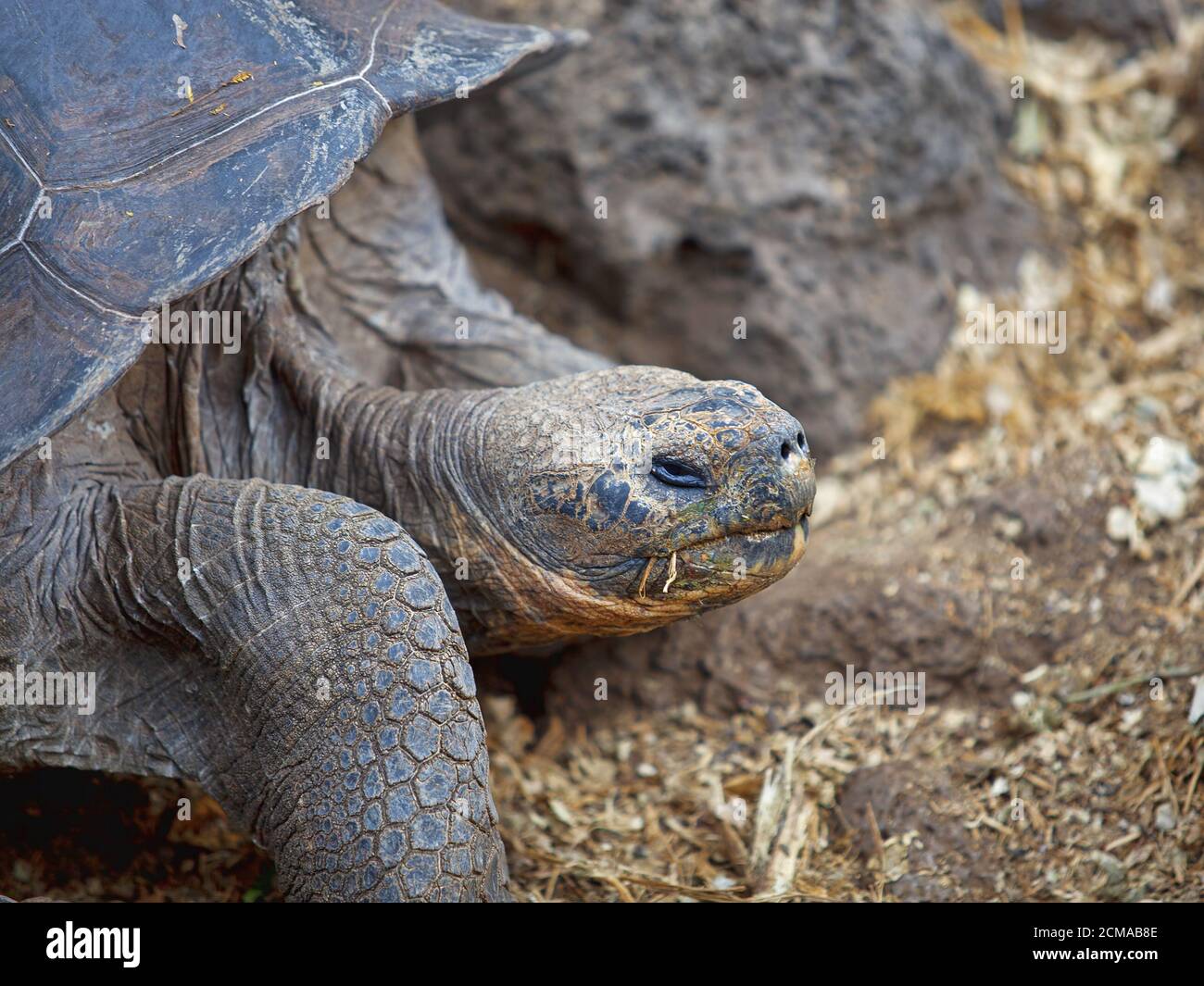Galapagos tortoise neck hi-res stock photography and images - Alamy