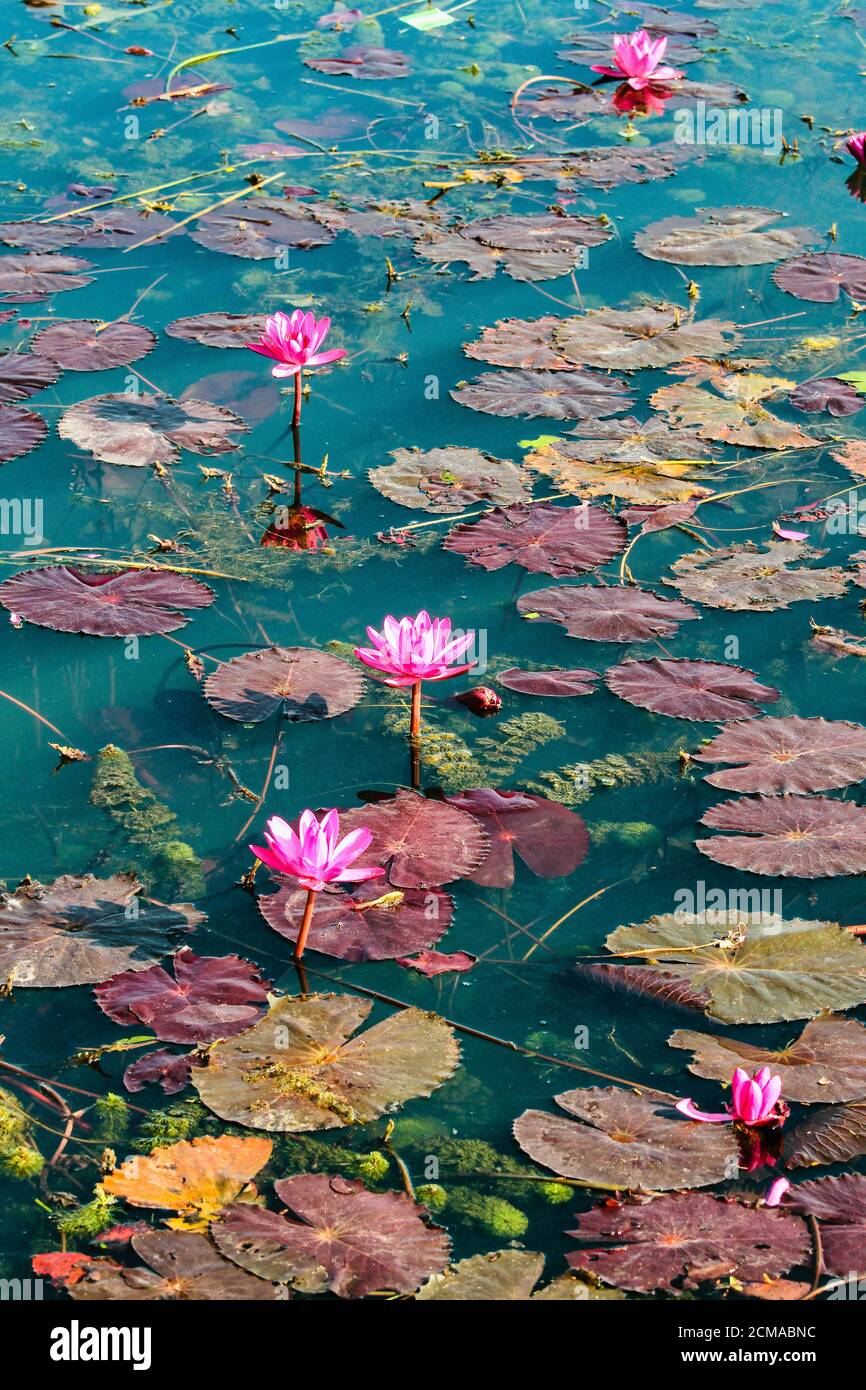 Lotus plantation on Inle Lake in Myanmar, former Burma in Asia Stock ...
