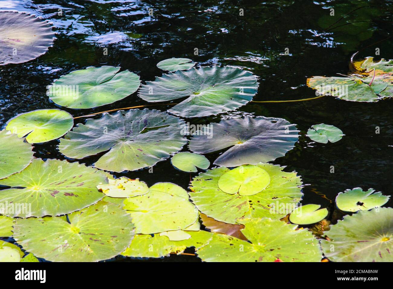Lotus plantation on Inle Lake in Myanmar, former Burma in Asia Stock ...