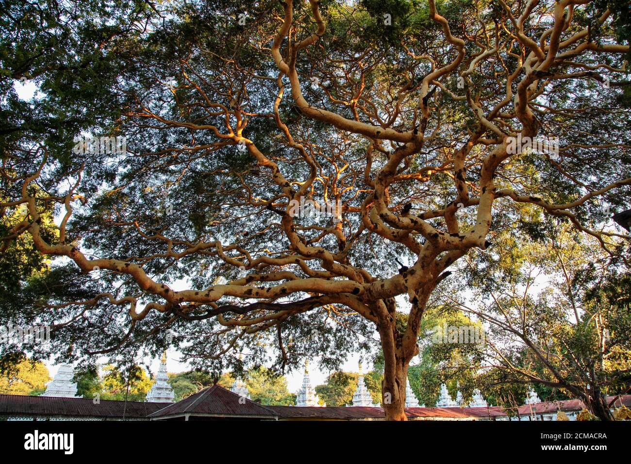 Banyan burma tree hi-res stock photography and images - Alamy