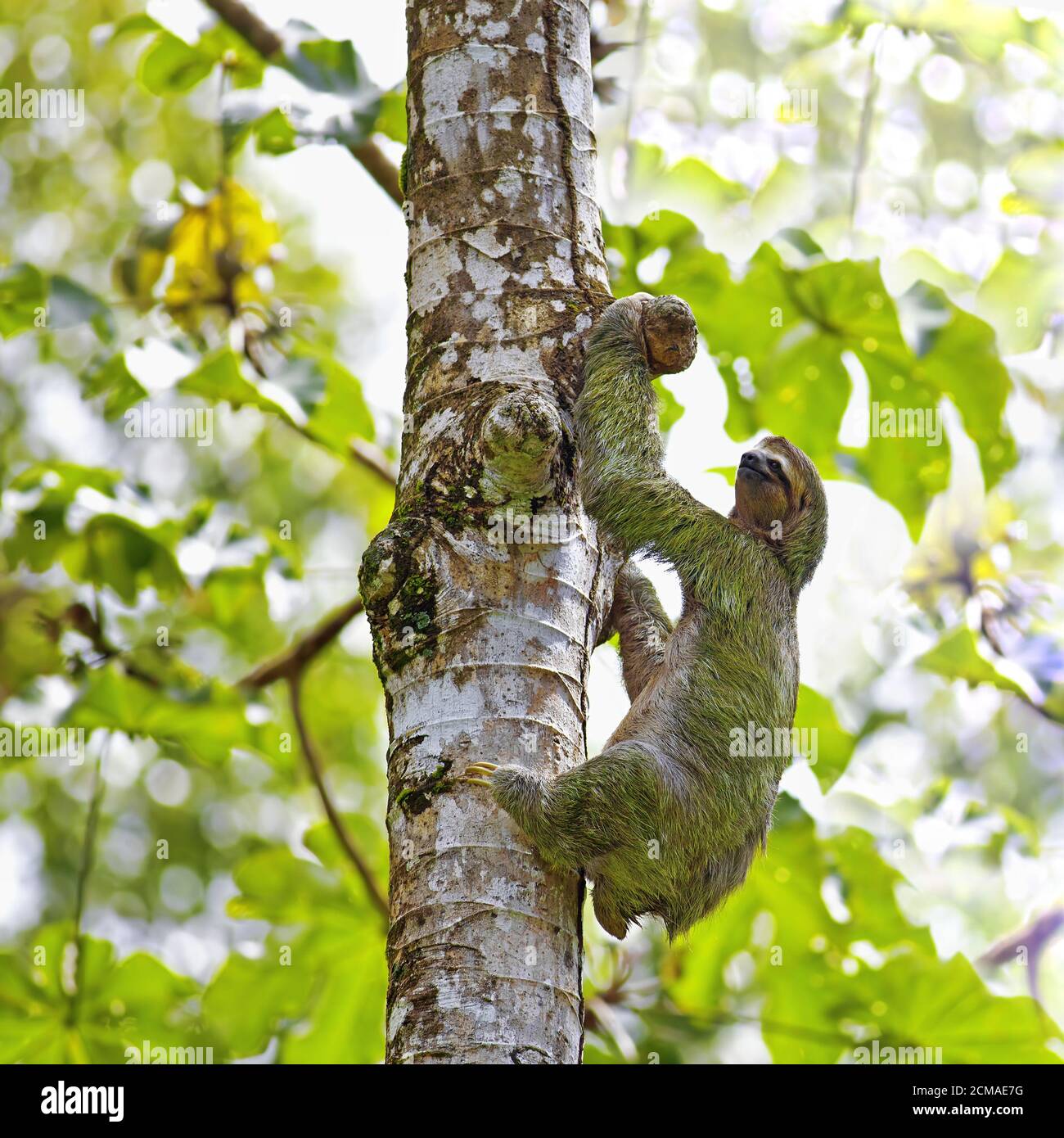 Three toed sloth young hi-res stock photography and images - Alamy