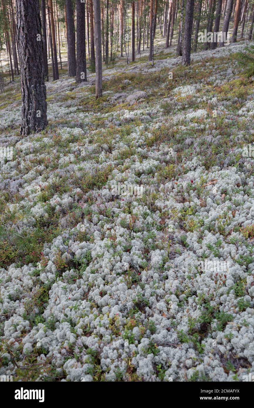 Smiltene hi-res stock photography and images - Alamy