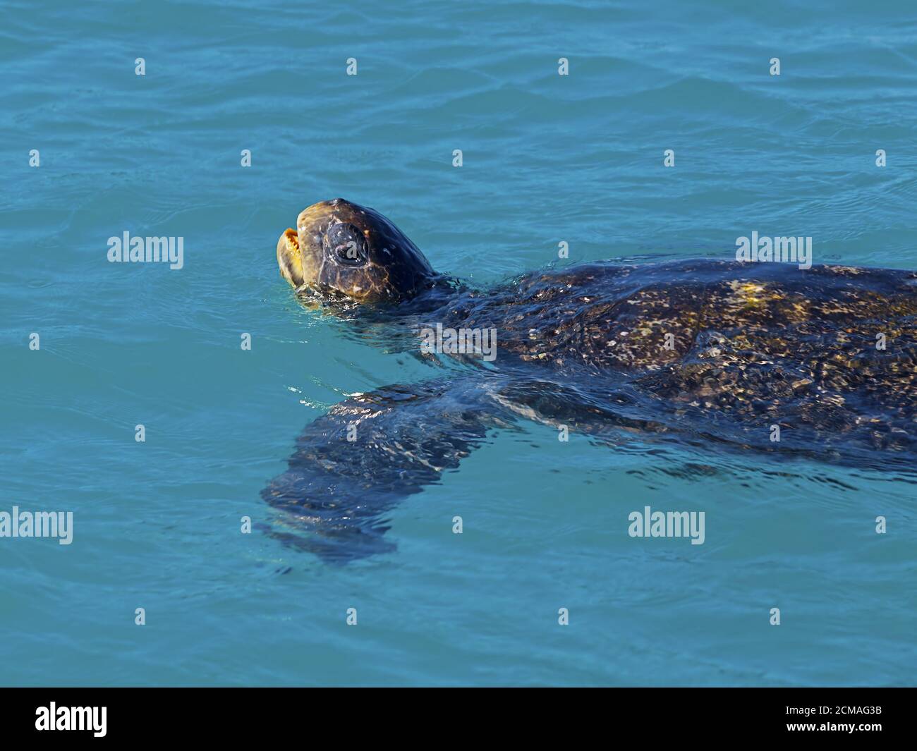 Green sea turtle Stock Photo - Alamy
