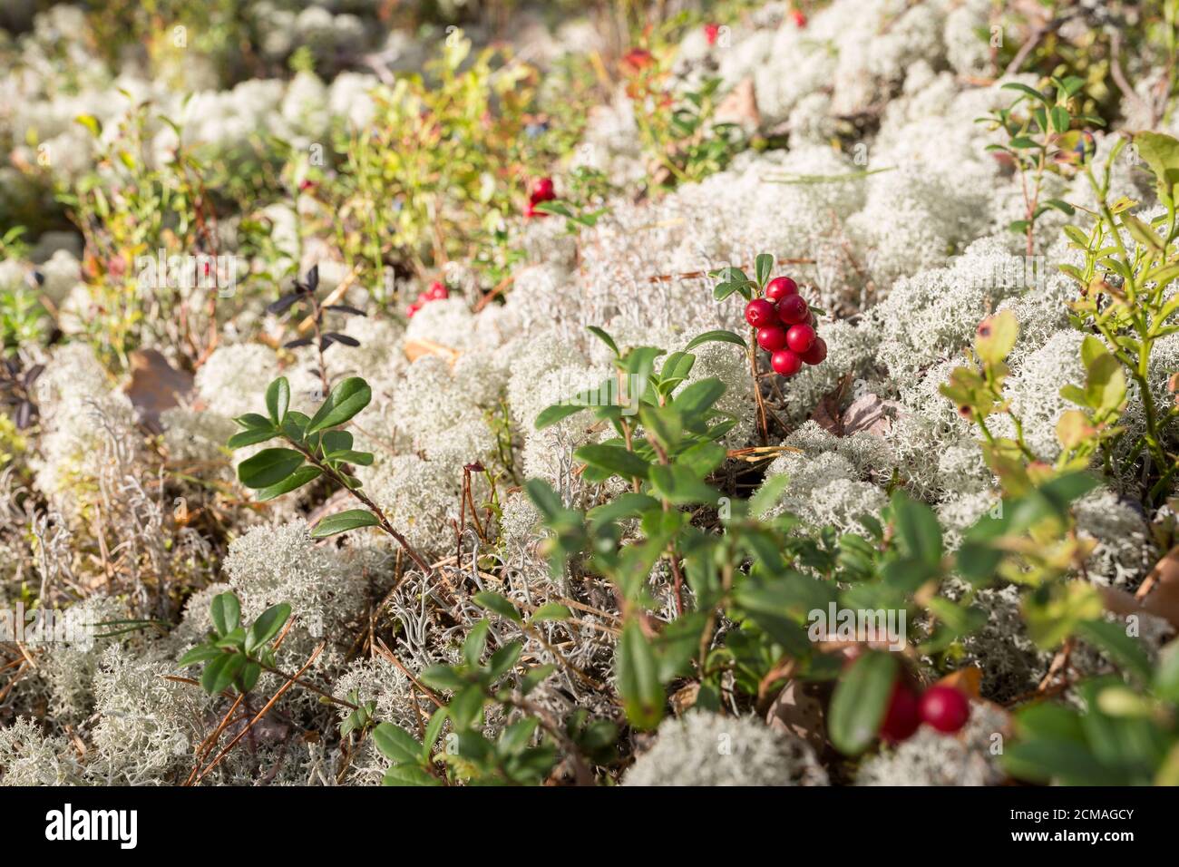 Smiltene hi-res stock photography and images - Alamy