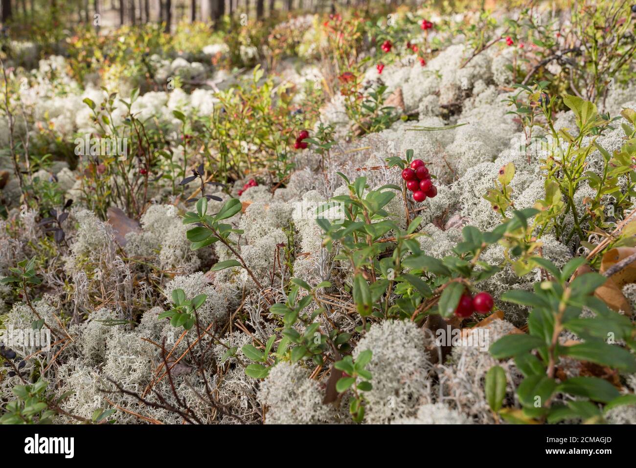 Smiltene hi-res stock photography and images - Alamy