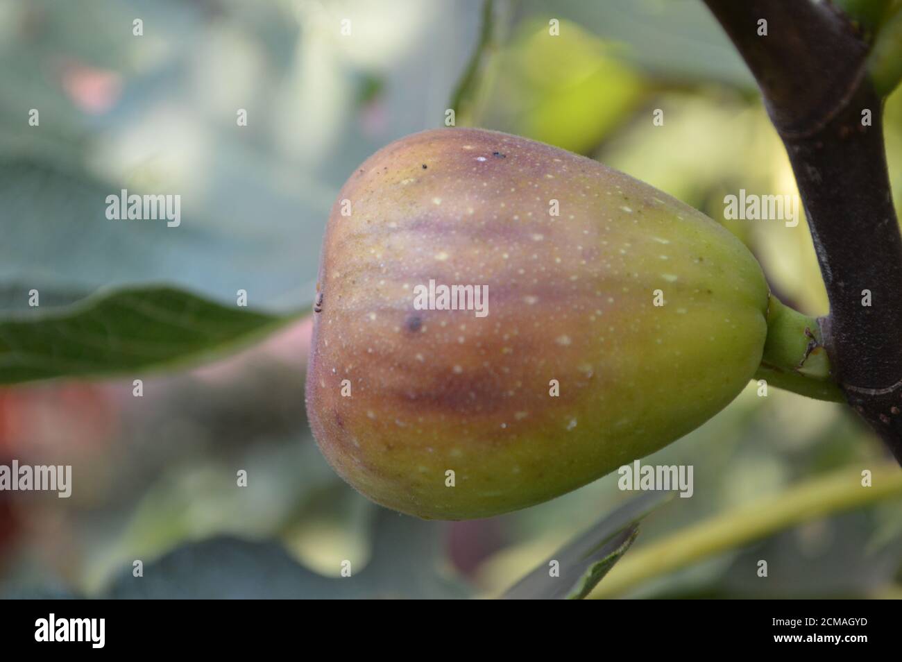 No fruit ripening fig hi-res stock photography and images - Alamy
