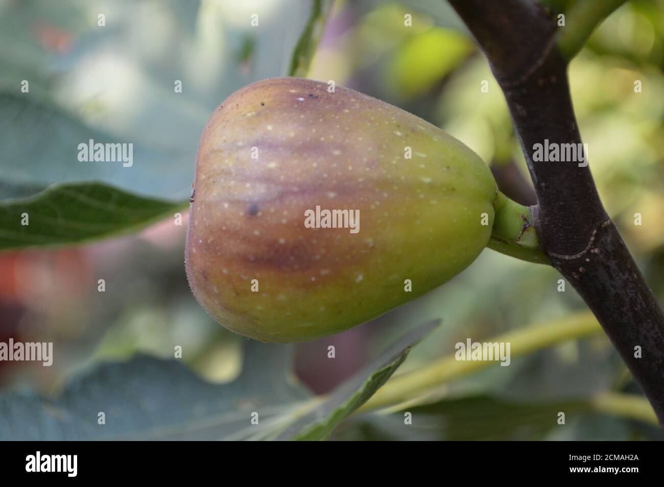 Ripening Fig Tree stock photo Stock Photo - Alamy