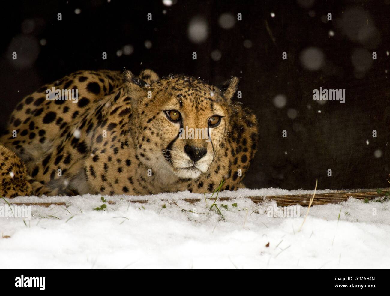 Cheetah in winter Stock Photo - Alamy