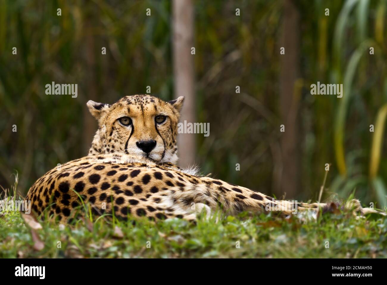 Yellow cheetah hi-res stock photography and images - Alamy