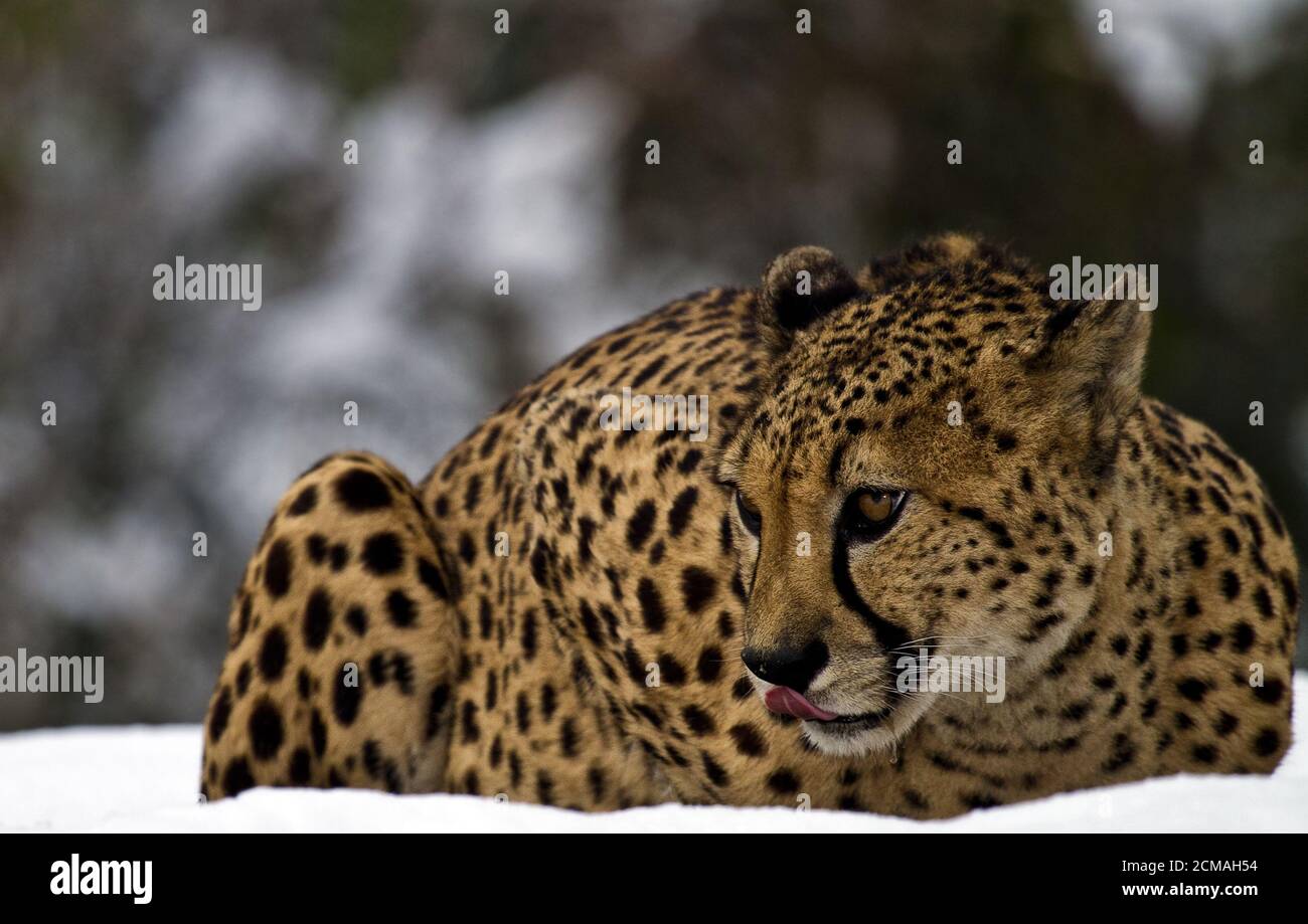 Cheetah in winter Stock Photo - Alamy