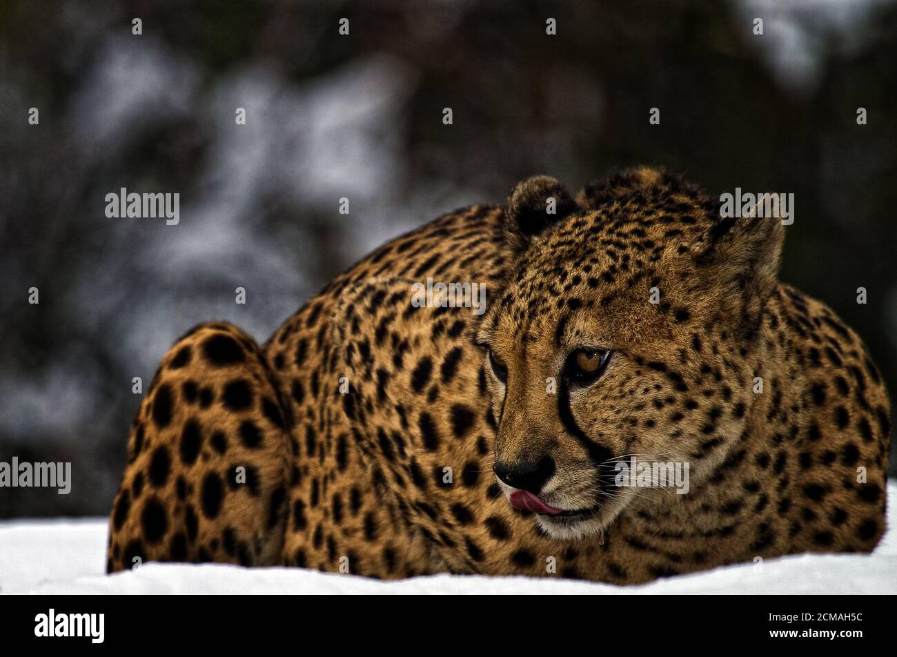 Cheetah in landscape hi-res stock photography and images - Alamy