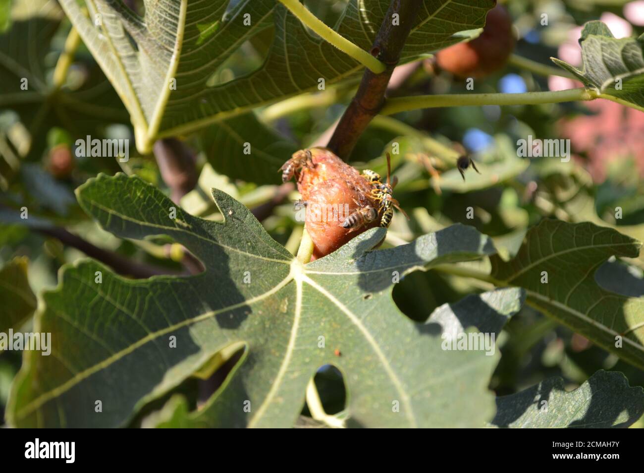 Ripening Fig Tree stock photo Stock Photo - Alamy