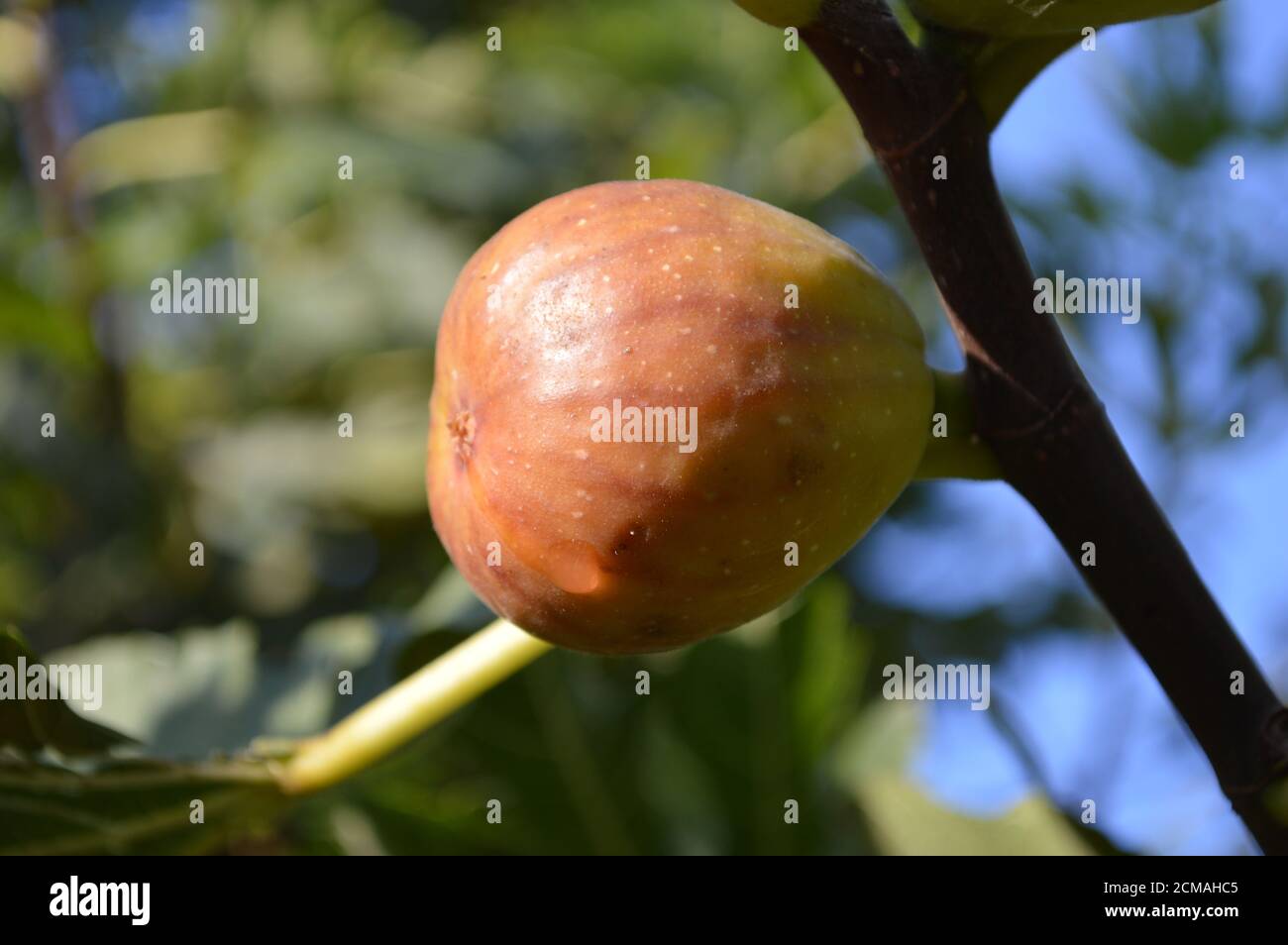 Ripening Fig Tree stock photo Stock Photo - Alamy