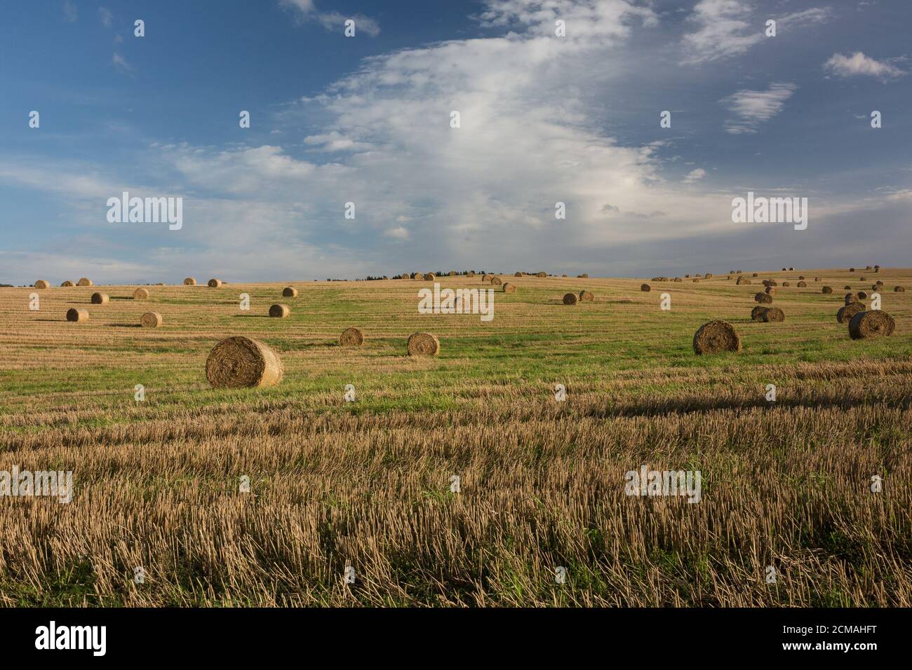 City Smiltene, Latvia.Hay rollers in the meadow.Travel photo.13.09.2020 ...