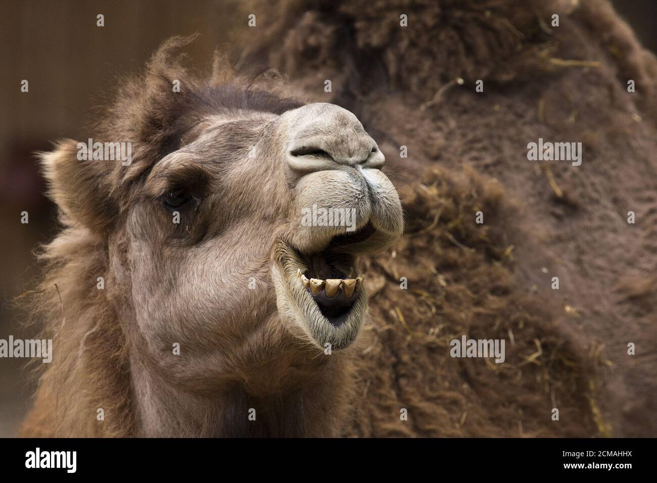 Camelid camelidae hi-res stock photography and images - Alamy