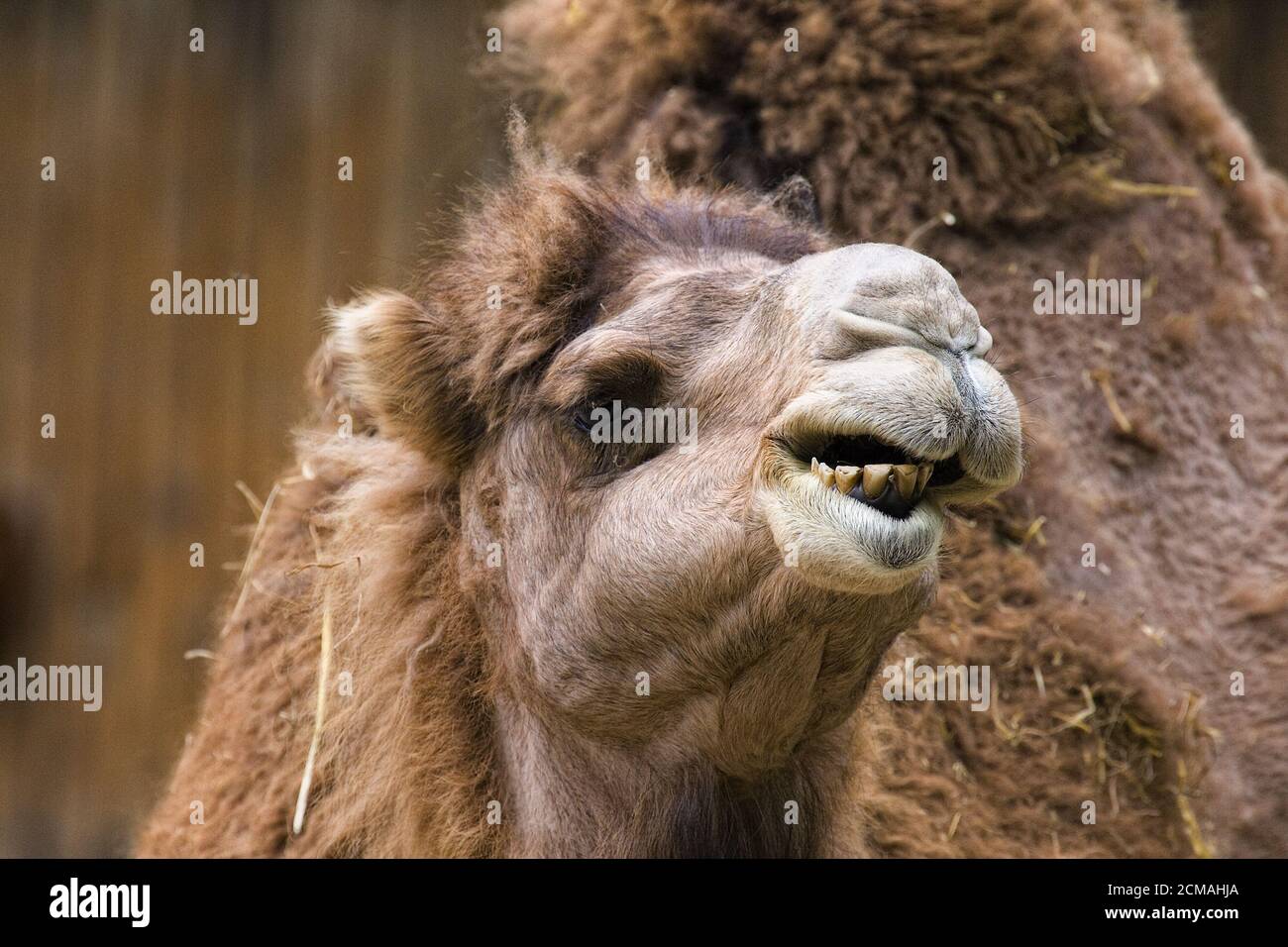 Camelid camelidae hi-res stock photography and images - Alamy