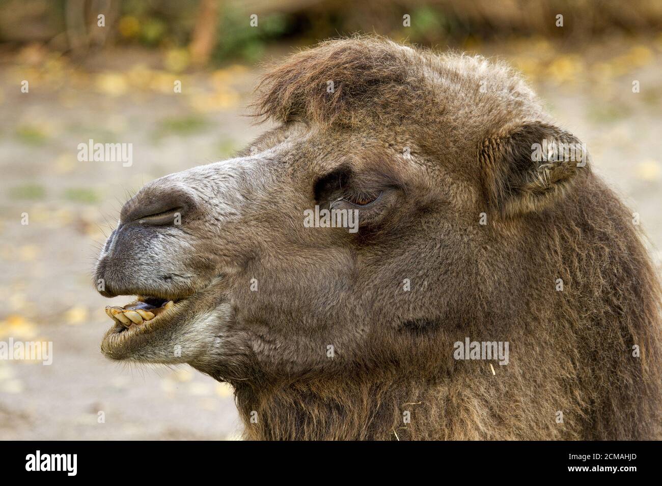 Camelid hi-res stock photography and images - Alamy