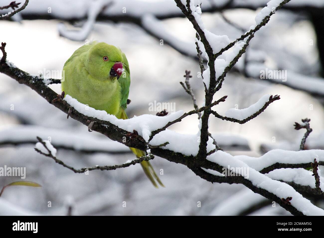 Landscape format of parakeet birds hi-res stock photography and images ...