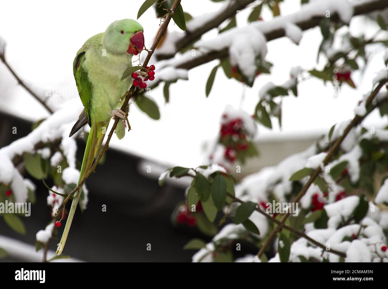 Landscape format of parakeet birds hi-res stock photography and images ...