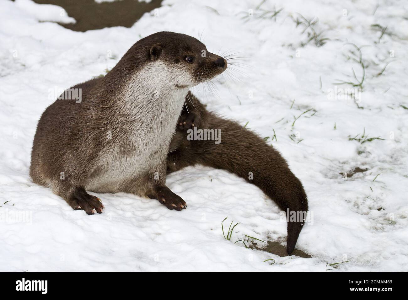 Otter in winter Stock Photo - Alamy