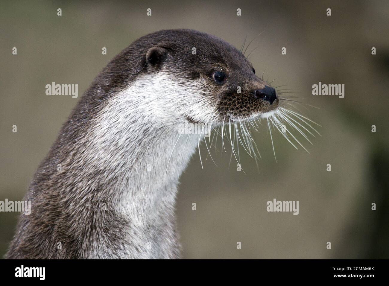 Otter in winter Stock Photo - Alamy