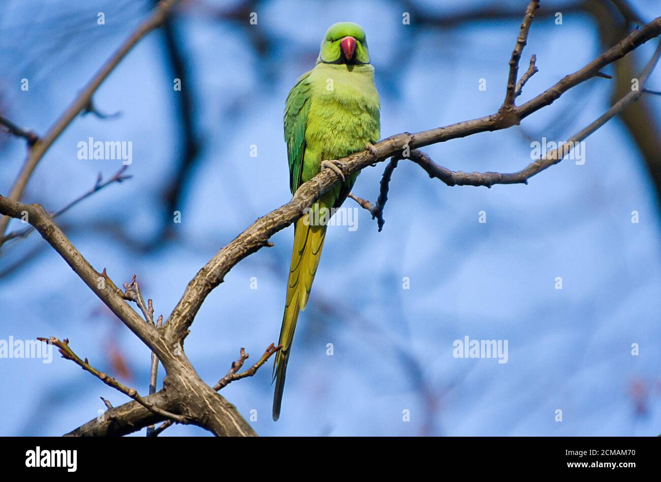 Kramer parrot hi-res stock photography and images - Alamy