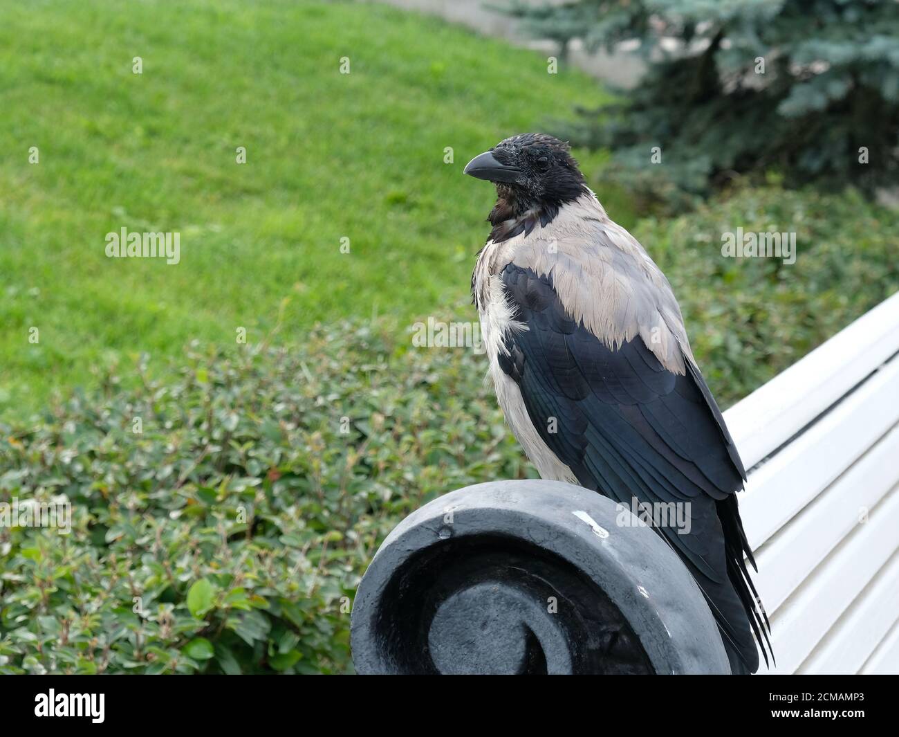 Big city wings hi-res stock photography and images - Alamy