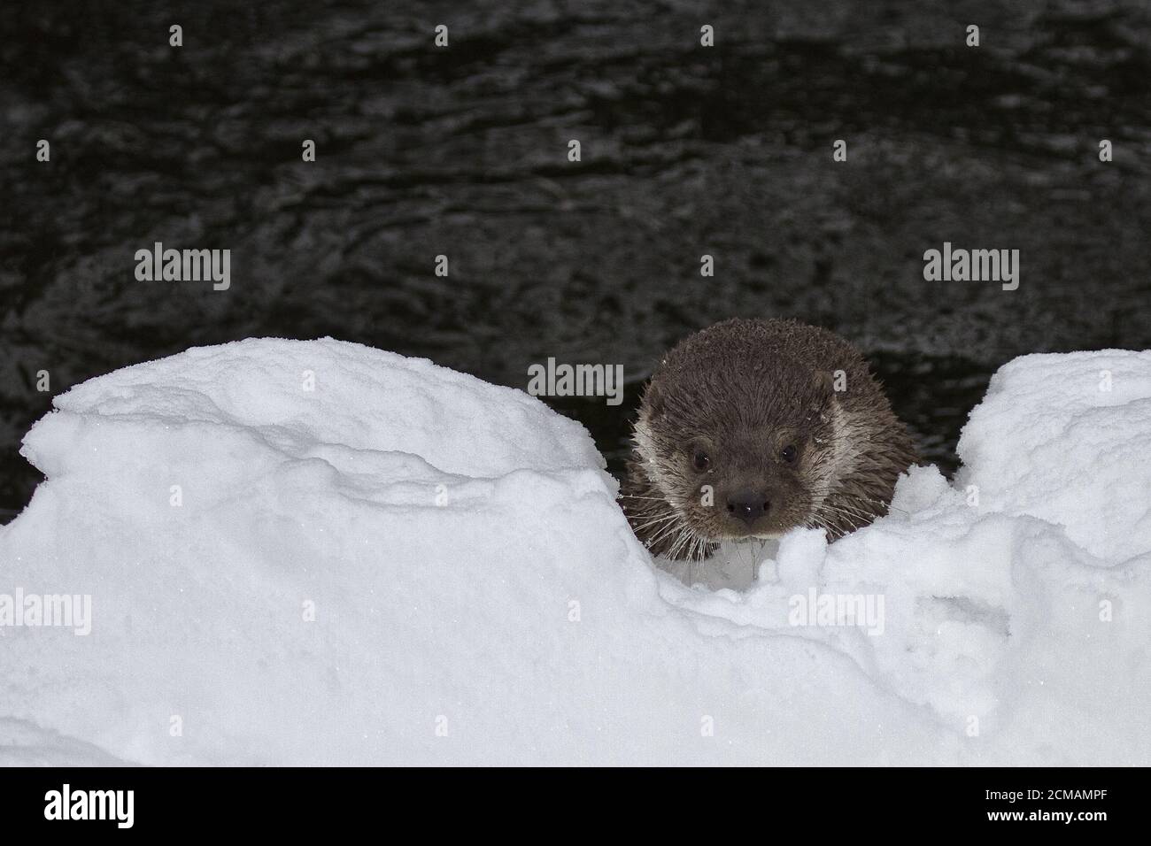 Otter in winter Stock Photo - Alamy